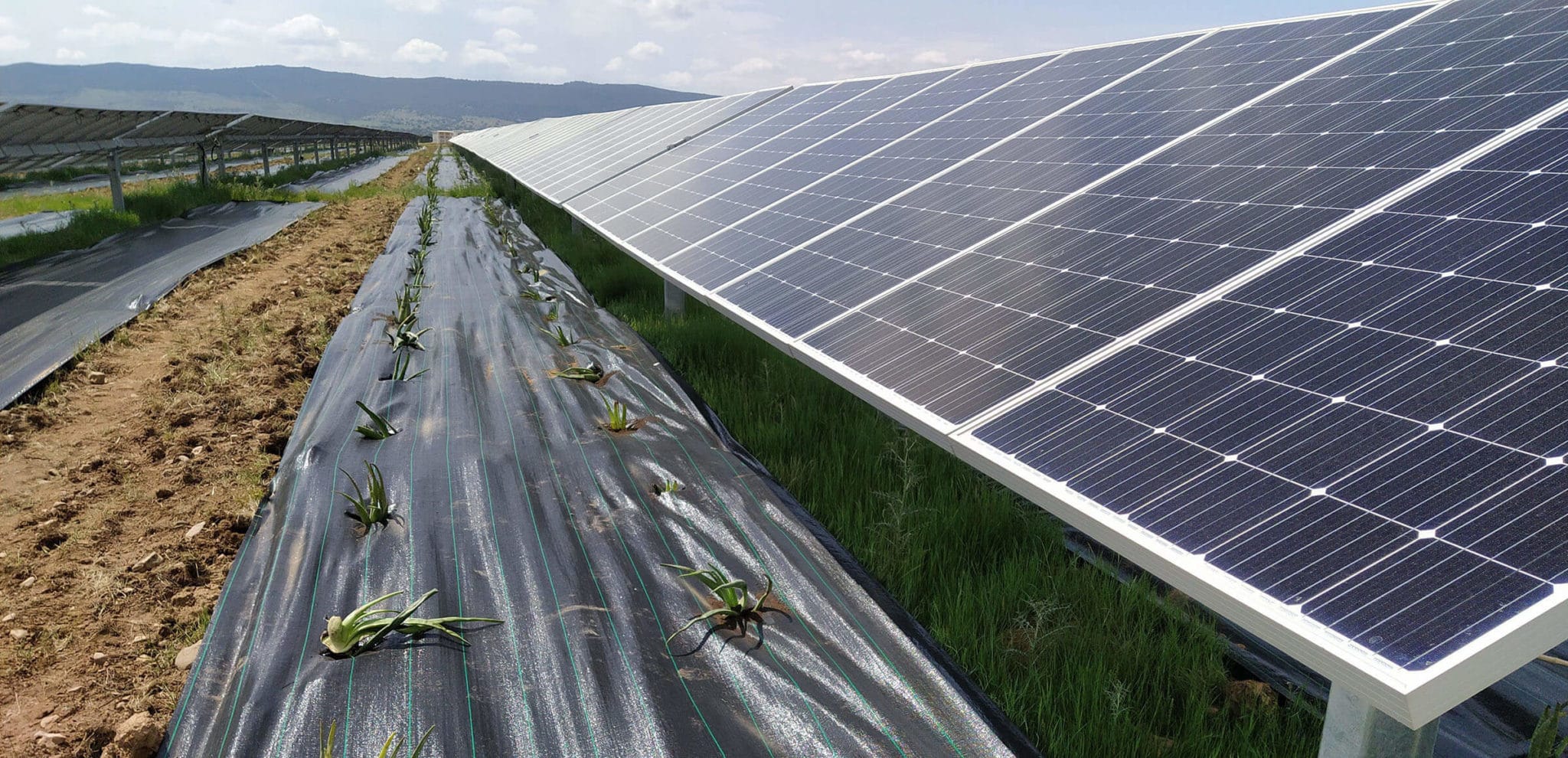 Victorian solar farm included in international agrisolar program – pv ...