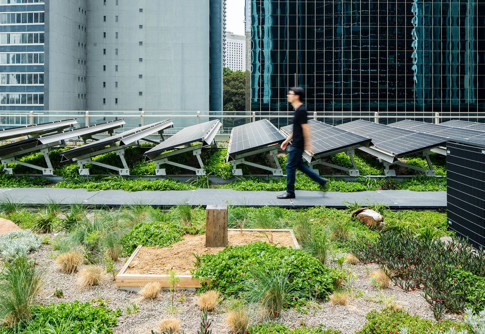 Green roof improves solar panel efficiency by 3.6% on average, study ...