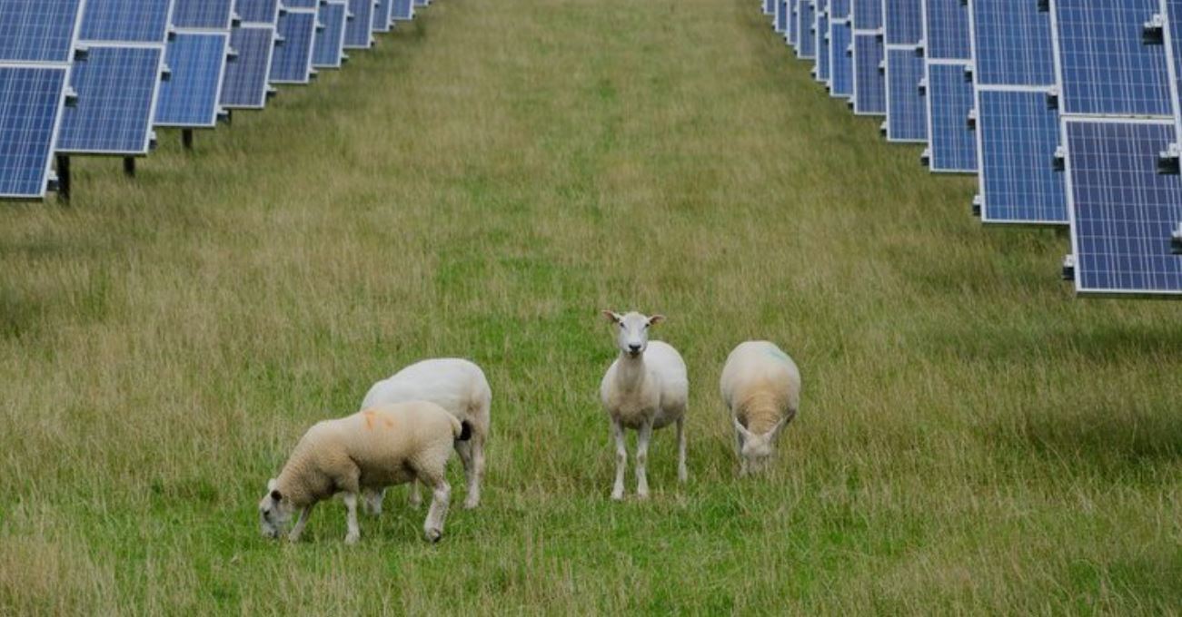 Octopus teams with green bank on 300MW solar-storage project – pv ...