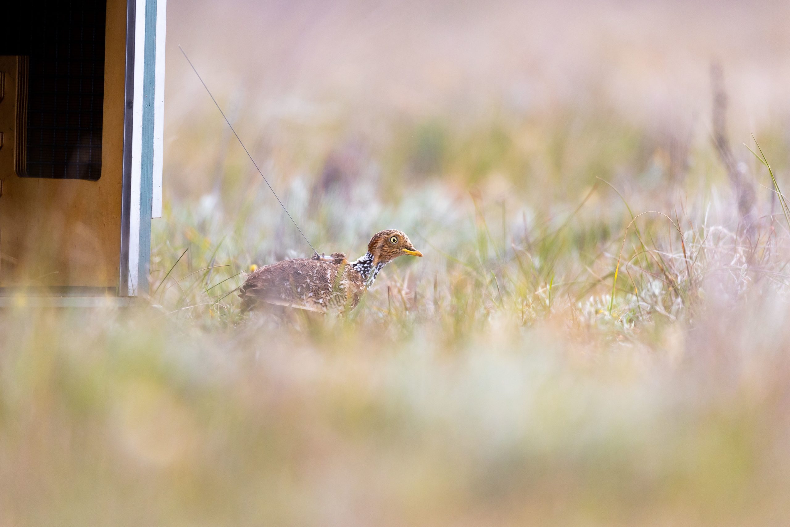 Solar-powered ‘backpacks’ to help bring birds back from brink – pv ...