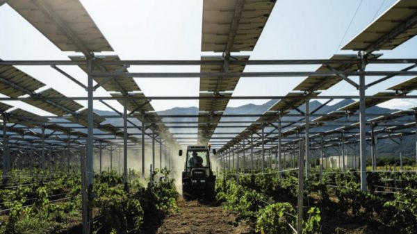 Semi-transparent agrivoltaic module being developed by UNSW, Tindo – pv ...