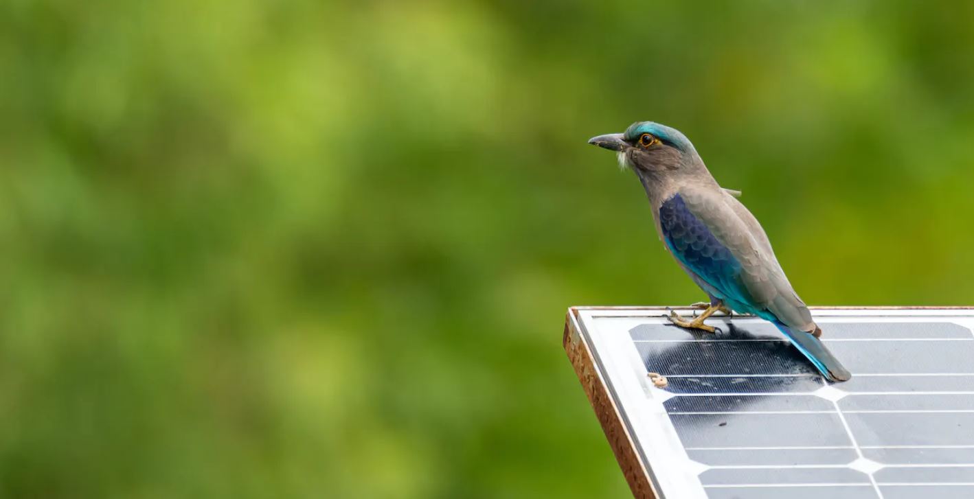 Win-win: how solar farms can double as havens for wildlife – pv ...