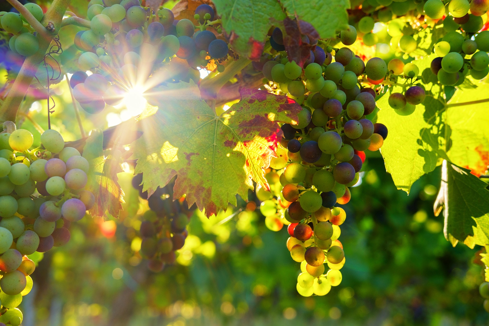 Agrivoltaics for grape farms – pv magazine Australia