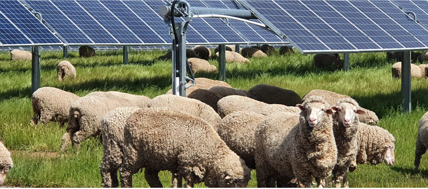 Renewed push on agrivoltaics could help resolve conflict in rural ...