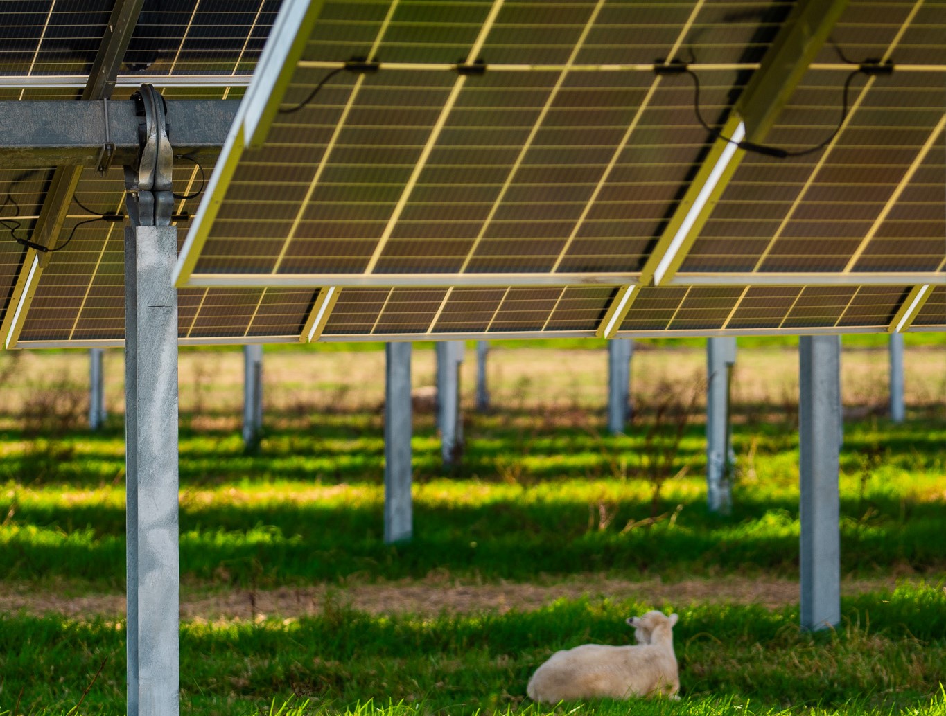 Trina provides one-stop service for NZ solar farm – pv magazine Australia