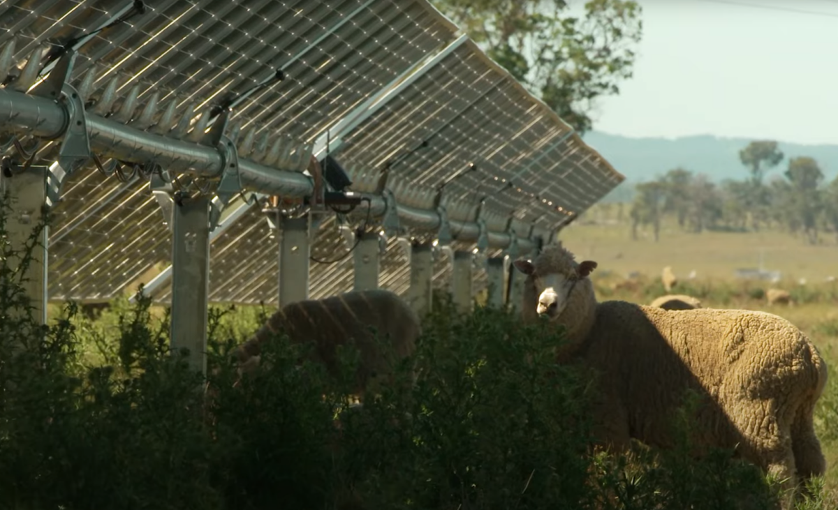 Australian solar farm hosting 6,000 sheep – pv magazine International