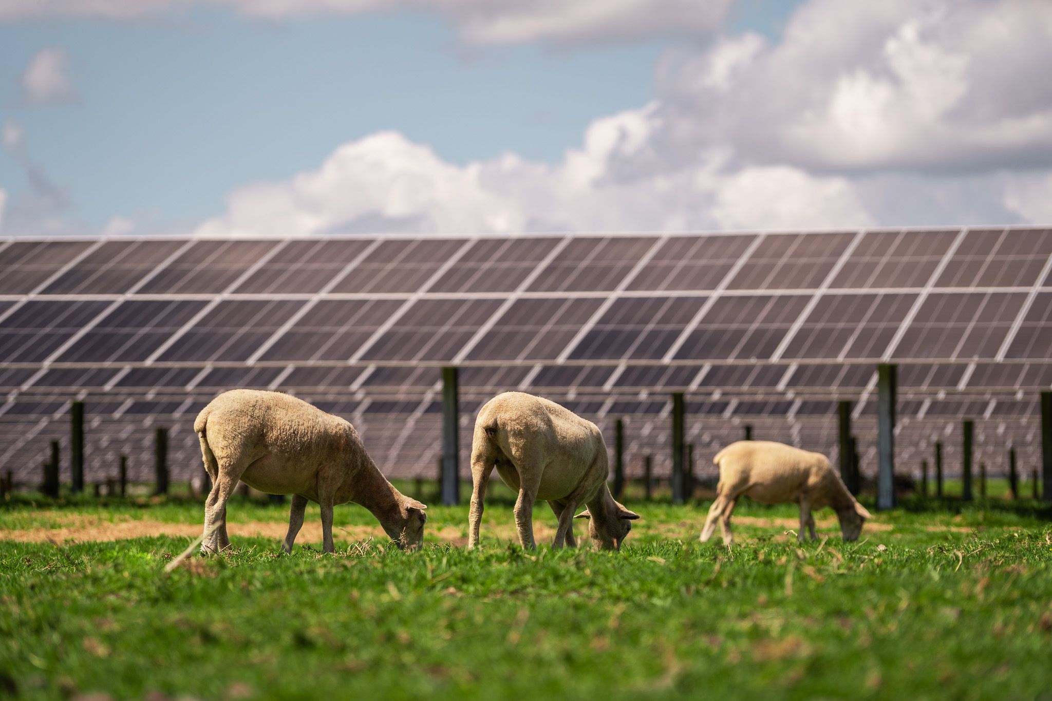 JV partners push ahead with large-scale solar plans in NZ – pv magazine ...