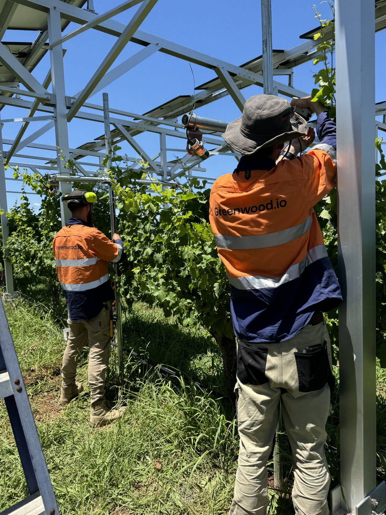 Australian university testing 20 kW agrivoltaic system on vineyard – pv ...