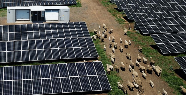 Agrivoltaics improve agricultural yield in arid regions: UTAS global ...