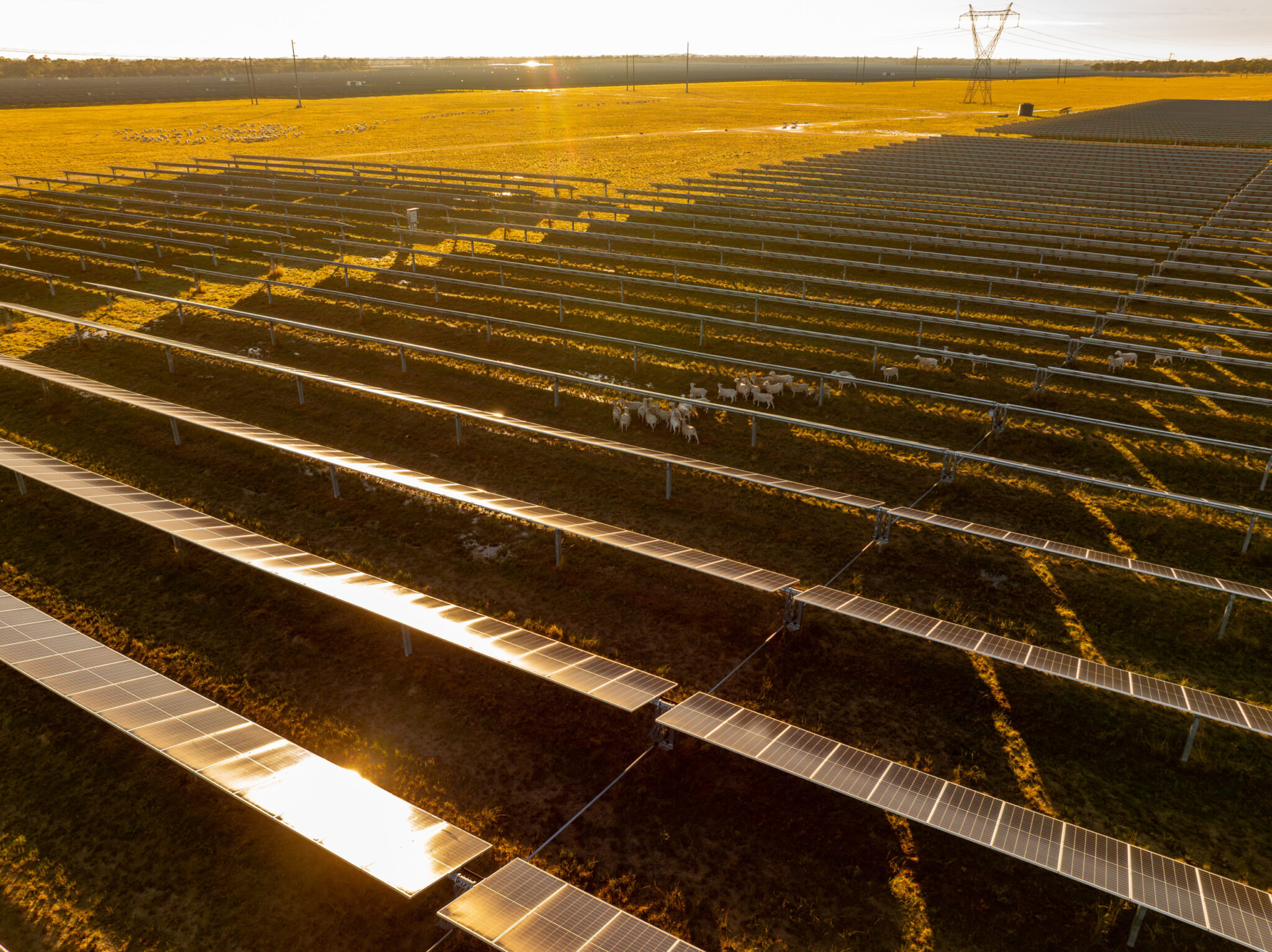 Dutch investment giant APG pumps $1 billion into Australian renewables ...